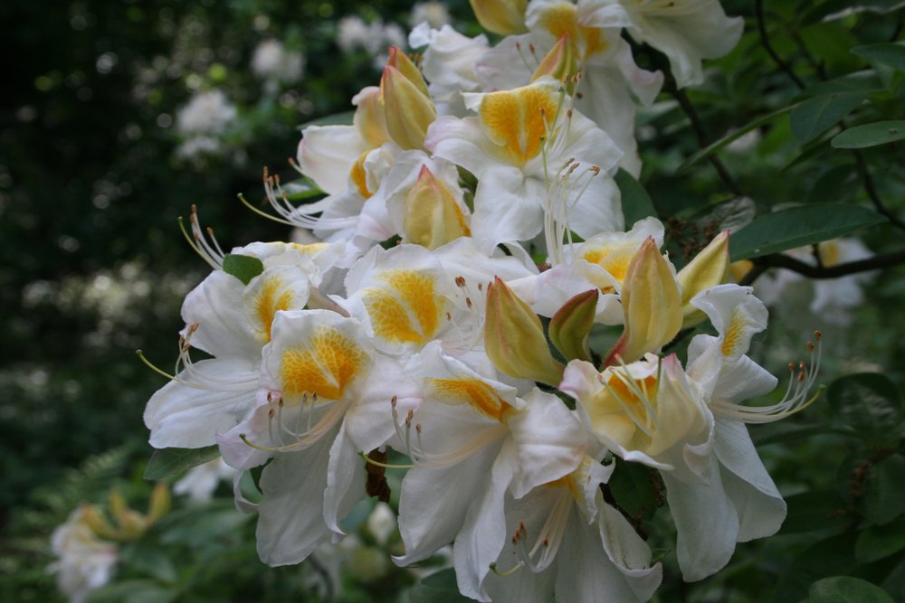 Azalka - pestovanie, starostlivosť + 8 súvisiacich faktov - DoDomácnosti