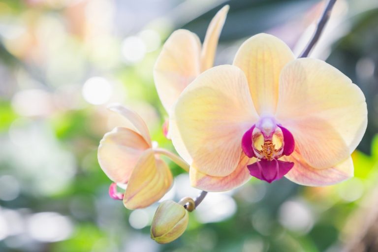 Orchidea - pestovanie, starostlivosť, rozmnožovanie - DoDomácnosti