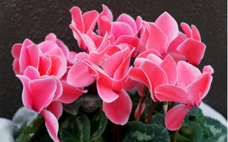 Ako pestovať kvet Cyklámen vonku aj v byte - DoDomácnosti