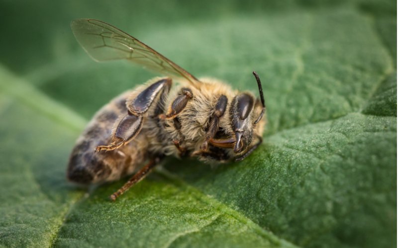 Ako začať s chovom včiel - všetko čo potrebujete vedieť - DoDomácnosti